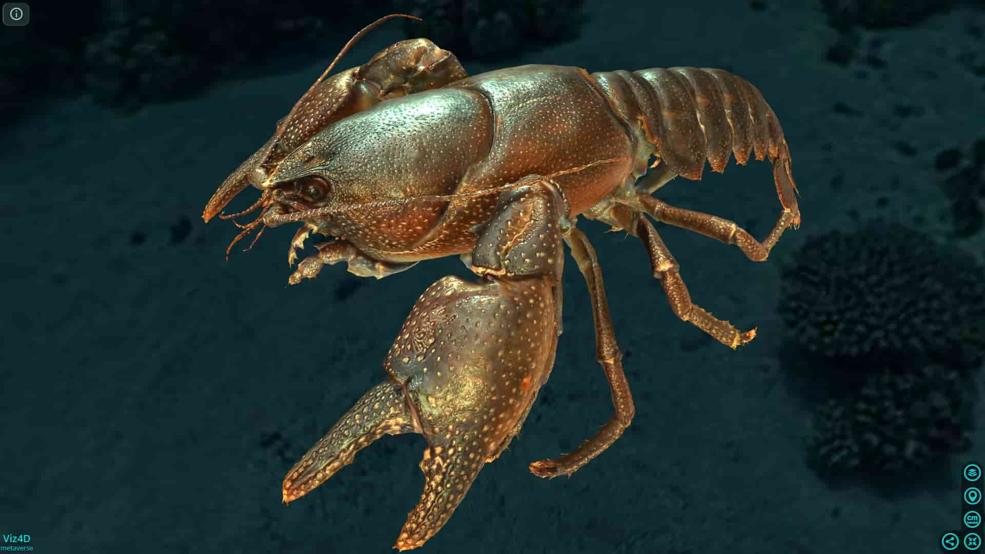 Tôm càng Nhật bản - Hải dương học. | Dữ liệu Di Sản Thế Giới | Kho Dữ ...